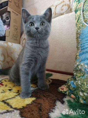 Кошечка русская голубая