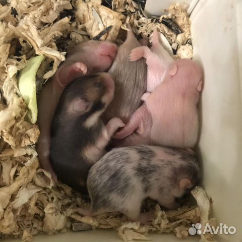 Отдам бесплатно сирийских хомячат