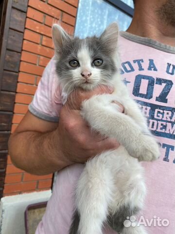 Котята в добрые руки бесплатно