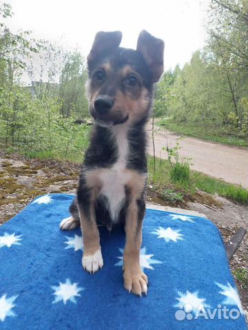 Щеночек Бим в добрые руки, бесплатно