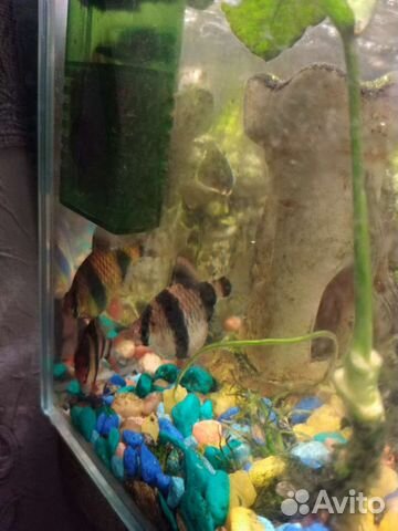 Аквариумные рыбки