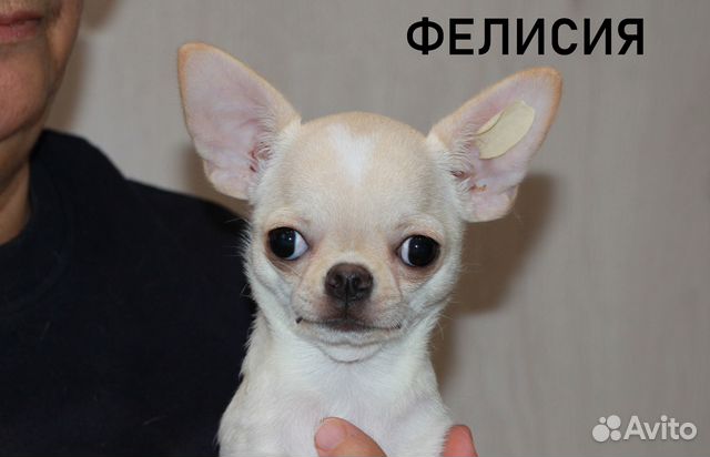 Высокопородные щенки чихуахуа без дефектов