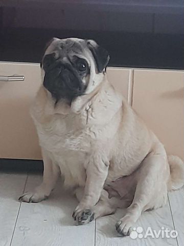 Собака мопс