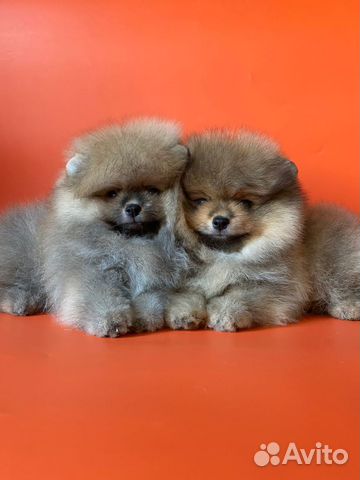 Шпиц мишки-малышки