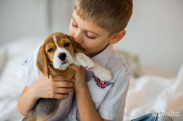 Бигляшки Обаяшки