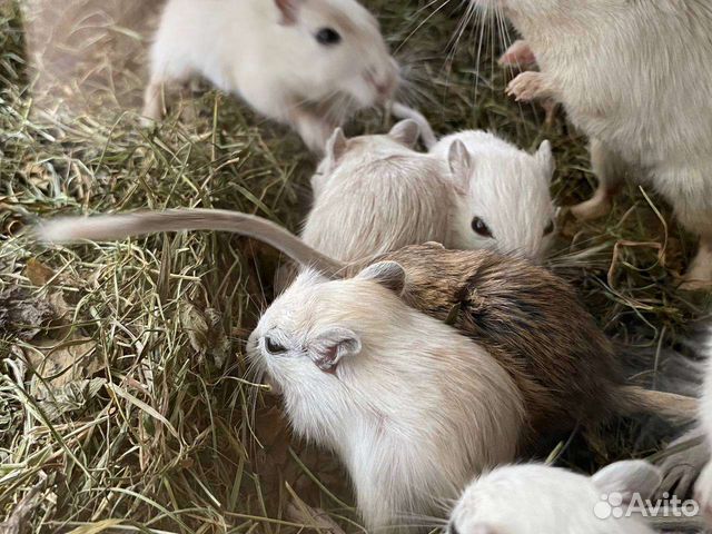 Монгольская песчанка