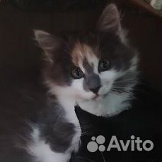 Отдам котенка -мышелова в хорошие руки