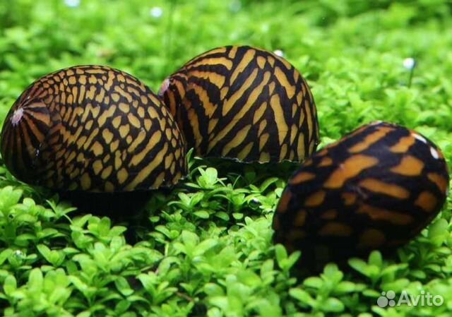 Неретины тигровые