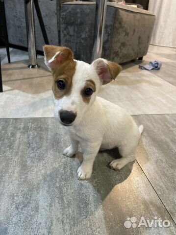 Джек Рассел терьер