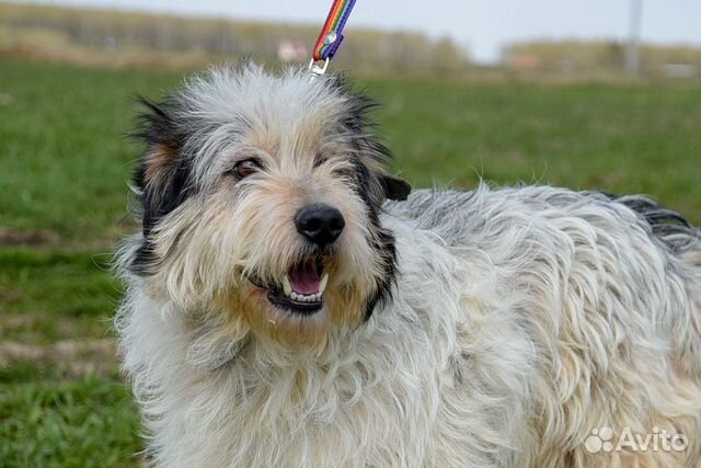 Красивый метис терьера Фред в добрые руки