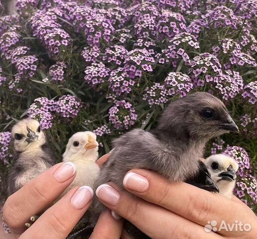 Цыплята пасхальные, Пасхальные куры