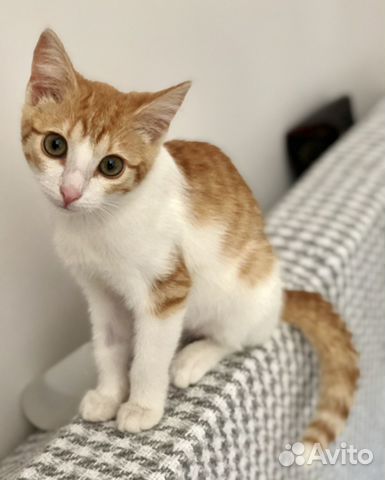 Котёнок в добрые руки бесплатно