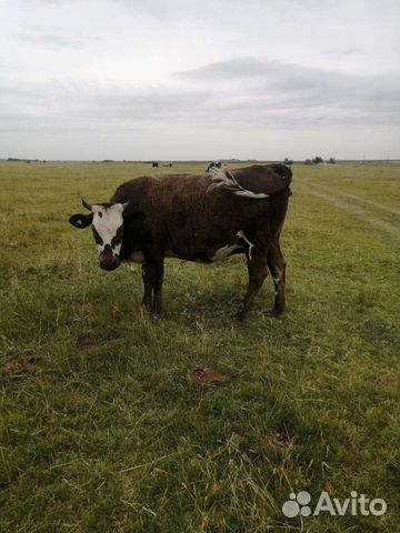 Корова телка стельная
