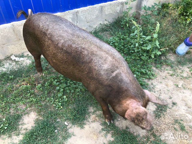 Хряк дюрок на племя