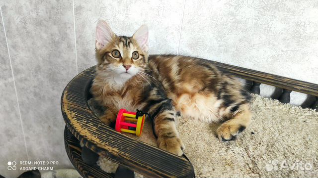 Курильский бобтейл