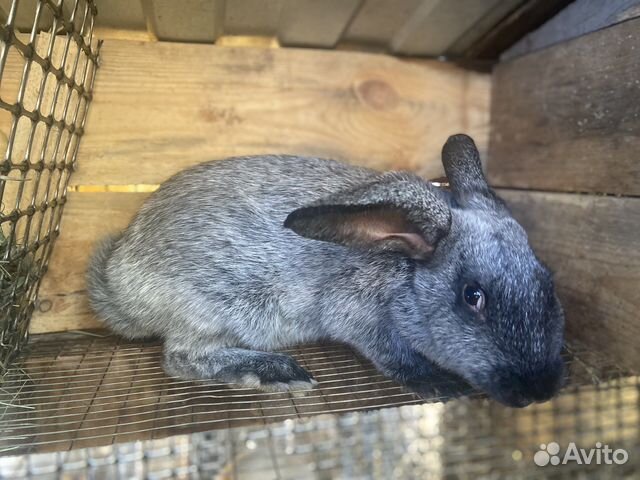 Крол-серебро