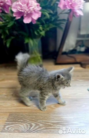 Котёнок Курильского бобтейла