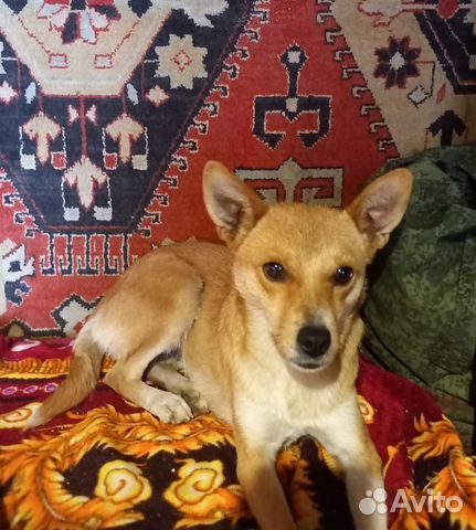 Малышка Лиза