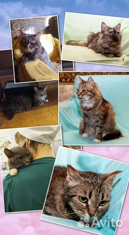 Ищу хозяев для 4 кошек и 2 кот