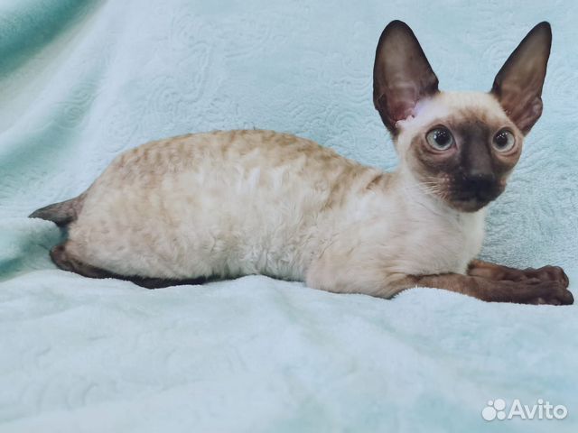 Котенок корниш-рекс