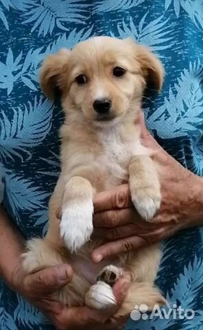 Щенок малорослой собаки в добрые руки