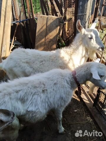 Продаются две упитанные козы на Курбан