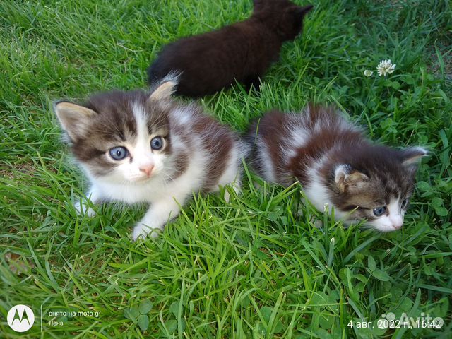 Котята в добрые руки