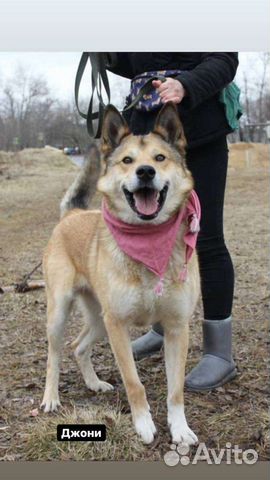 Собака в добрые руки