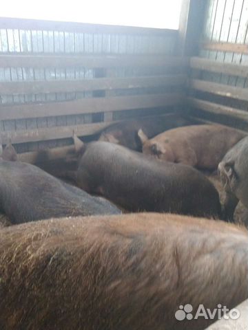 Свиньи дюрок