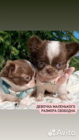 Чихуахуа миниатюрная Принцесса