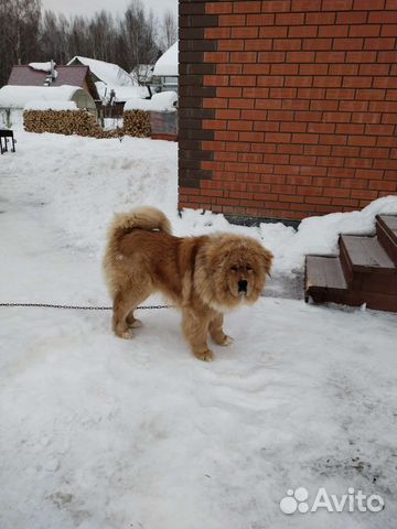 Тибетский мастиф вязка