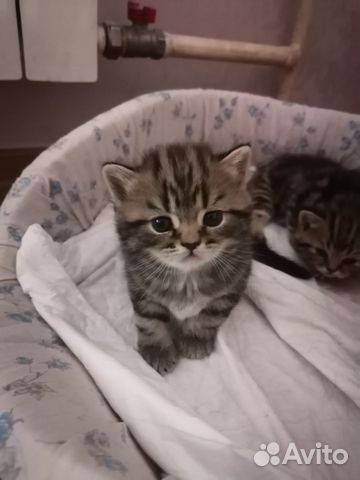 Шотландские котята