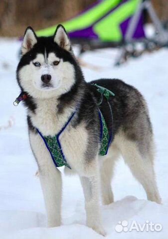 Сибирский хаски