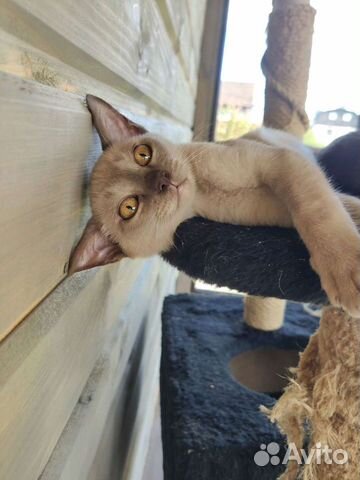 Европейская бурма