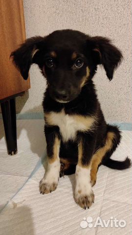 Собака в добрые руки, бесплатно