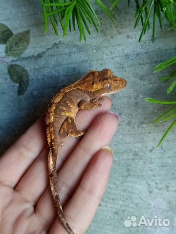 Реснитчатые бананоеды малыши