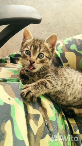 Котята в добрые руки бесплатно