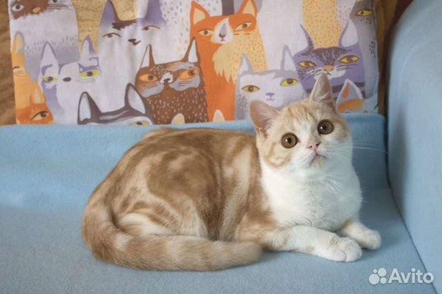 Шотландкие котята. Милая кошка umma