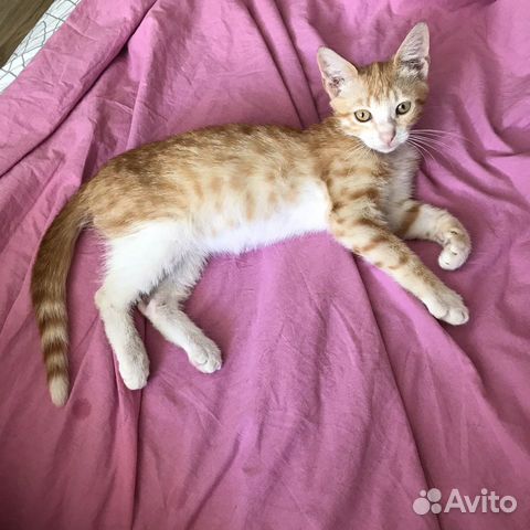 Солнечный веселый рыжик котенок