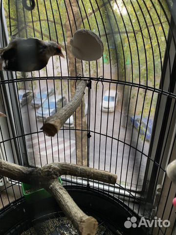 Щегол самка