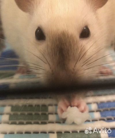 Декоративная крыса