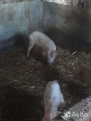 Свиньи ландрас, и венгерская мангалица