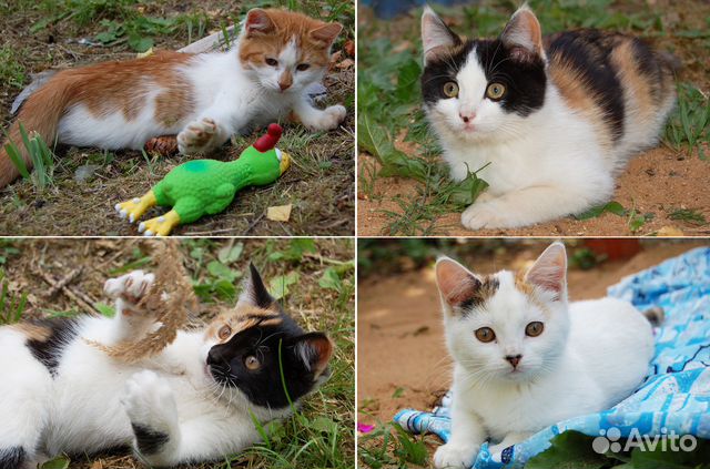Классные котята ищут хозяев