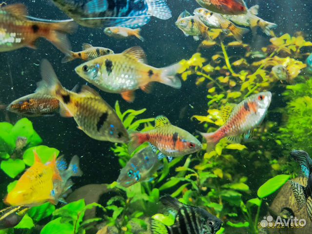 Барбус огненный