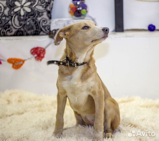 Щенки, 5 месяцев отдам в добрые руки