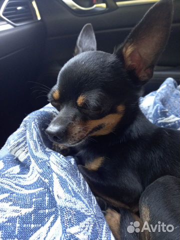 Собака бесплатно Той- Терьер