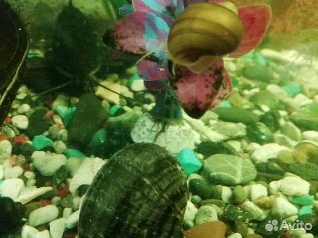 Улитки ампулярии