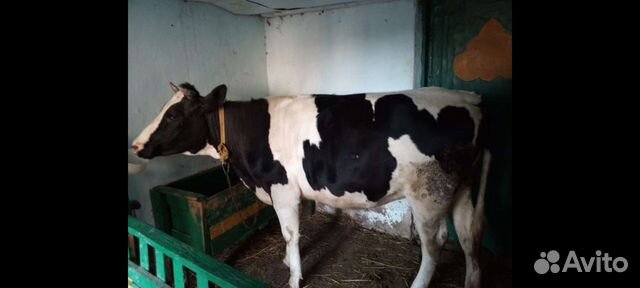 Телка 1,5 года