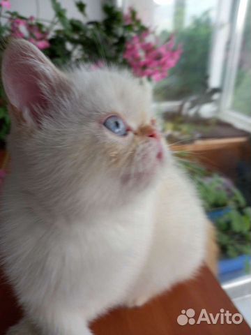 Экзотические короткошерстные котята