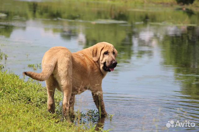 Мастиф Испанский